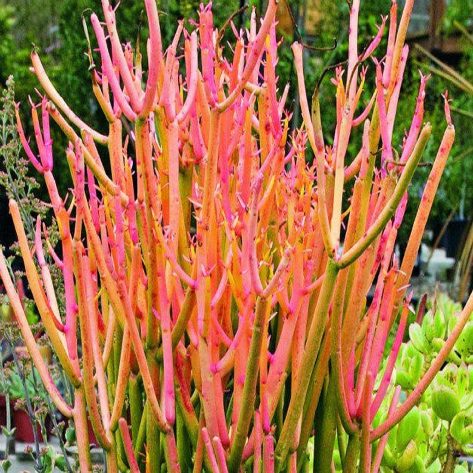 Euphorbia Tirucalli 39rosea39 Fire Sticks Red Pencil Tree