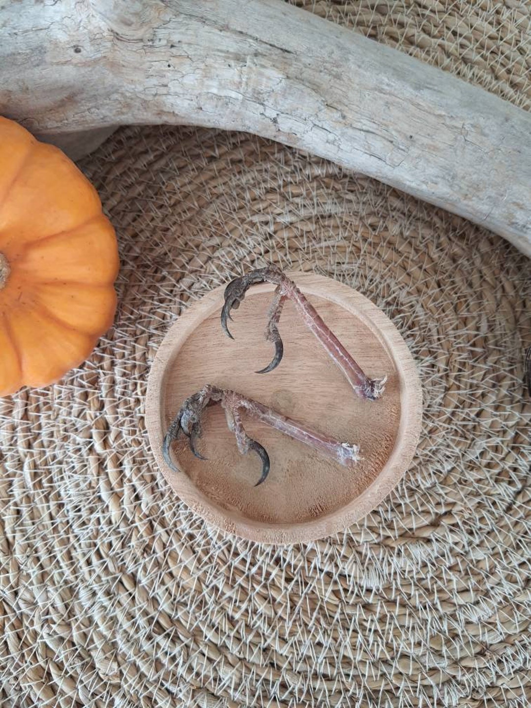 Pair of Natural Blue Jay Legs Pheasant Feet Bird Feet Bird Legs - Etsy