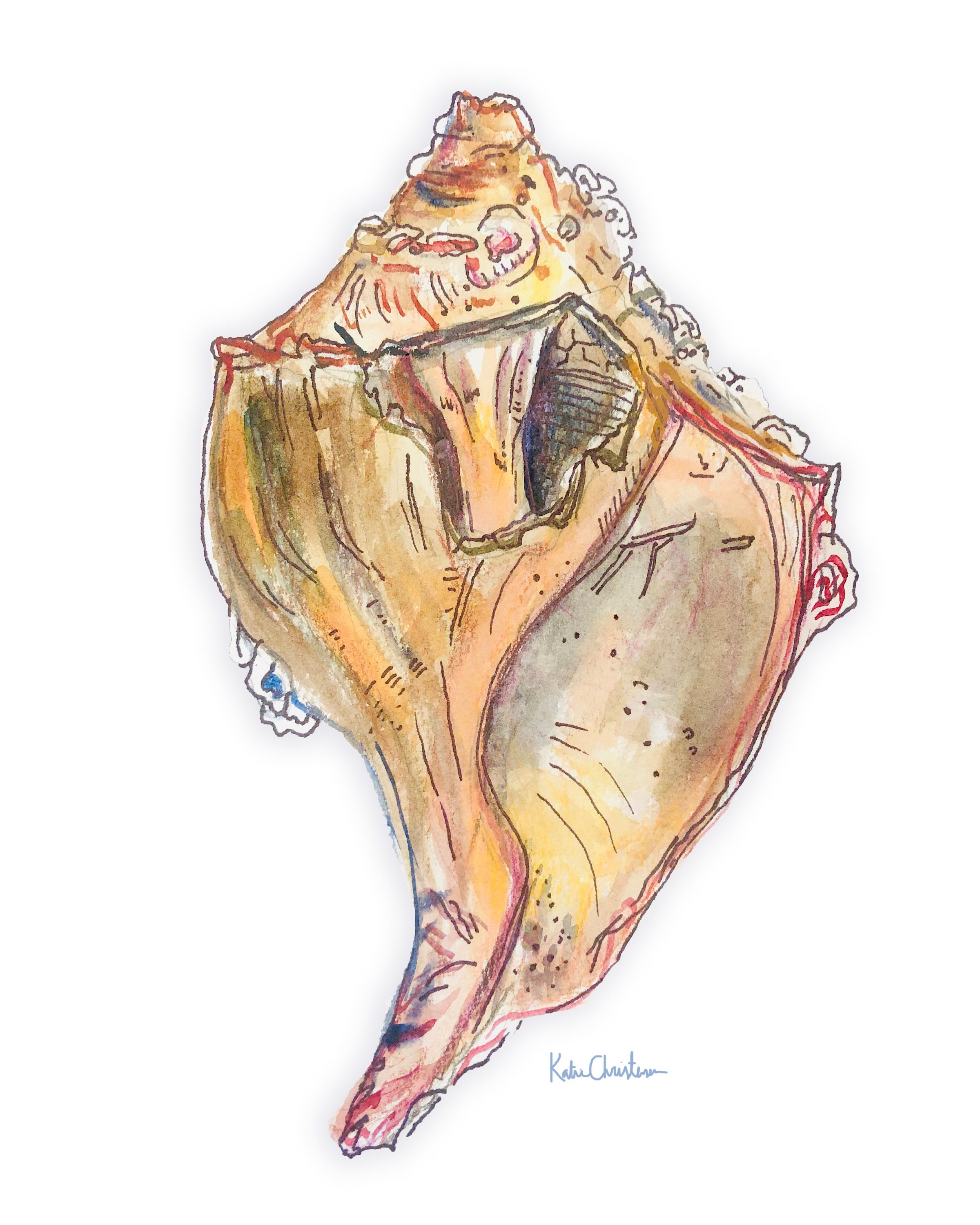 Conch Shell Watercolor Painting - Etsy