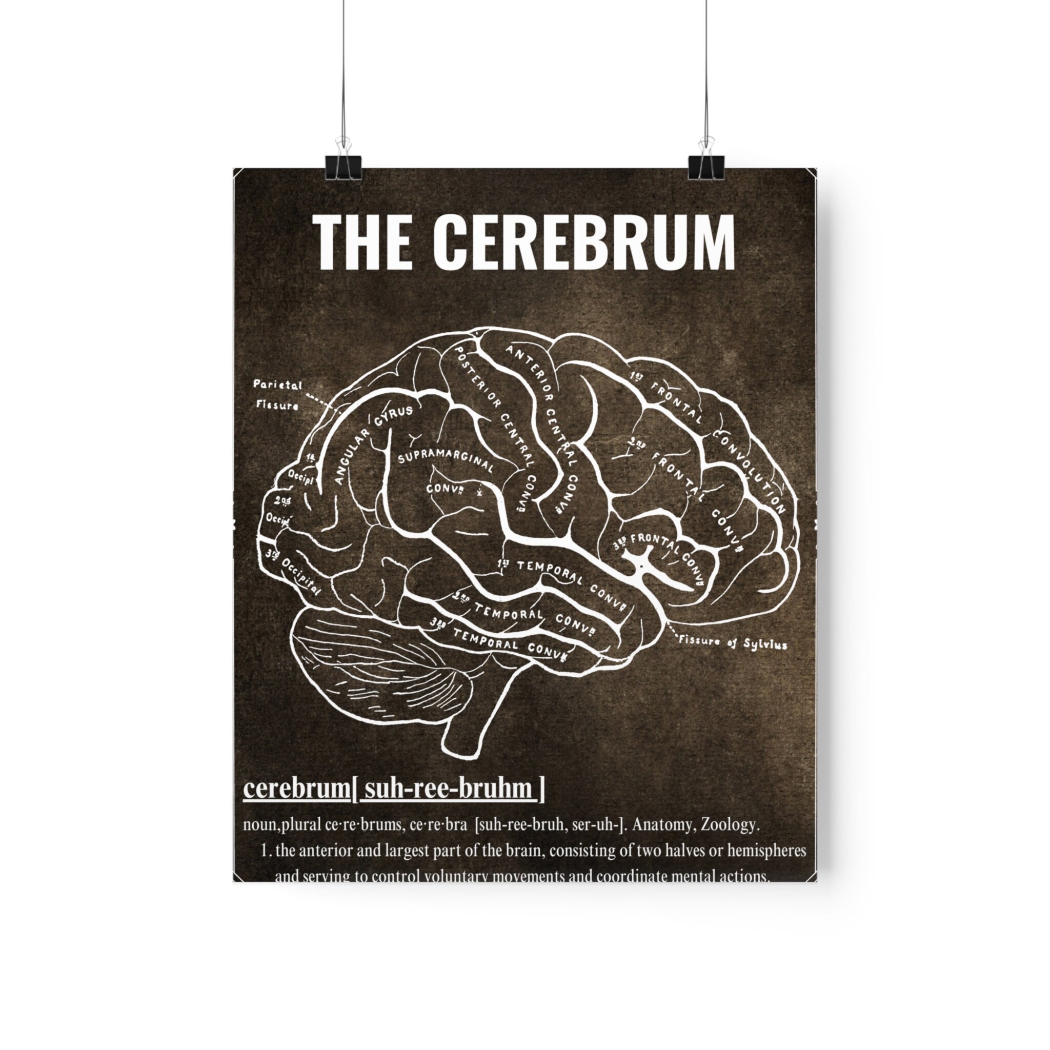 Cerebrum Poster | Brain Poster | Doctor Office Poster | Medical Poster ...