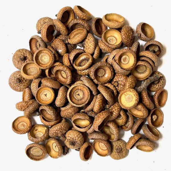 Acorn Caps - Etsy