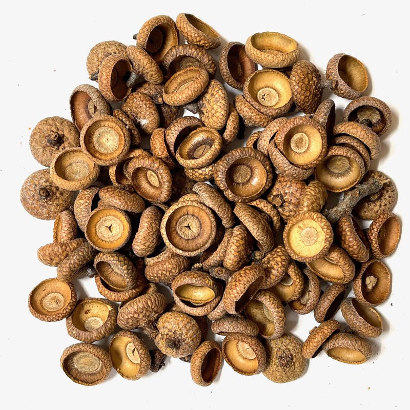 Acorn Caps - Etsy