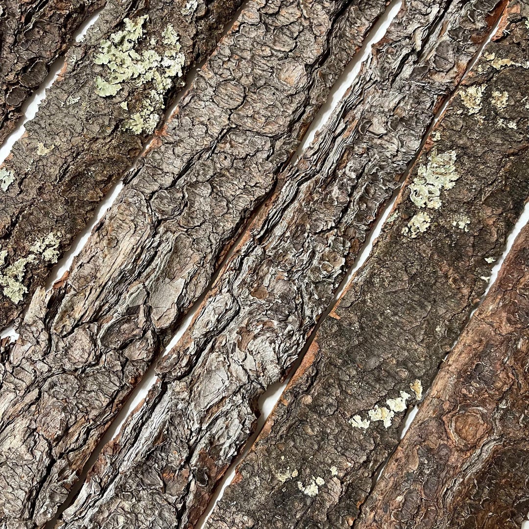 Pine Tree Bark, 6 17" Strips, Seasoned, Dry, Natural Craft Supply, #4 ...