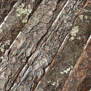 Pine Tree Bark, 6 17" Strips, Seasoned, Dry, Natural Craft Supply, #4 ...