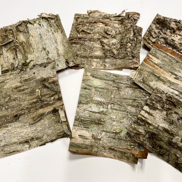 Birch Bark Sheets - Etsy