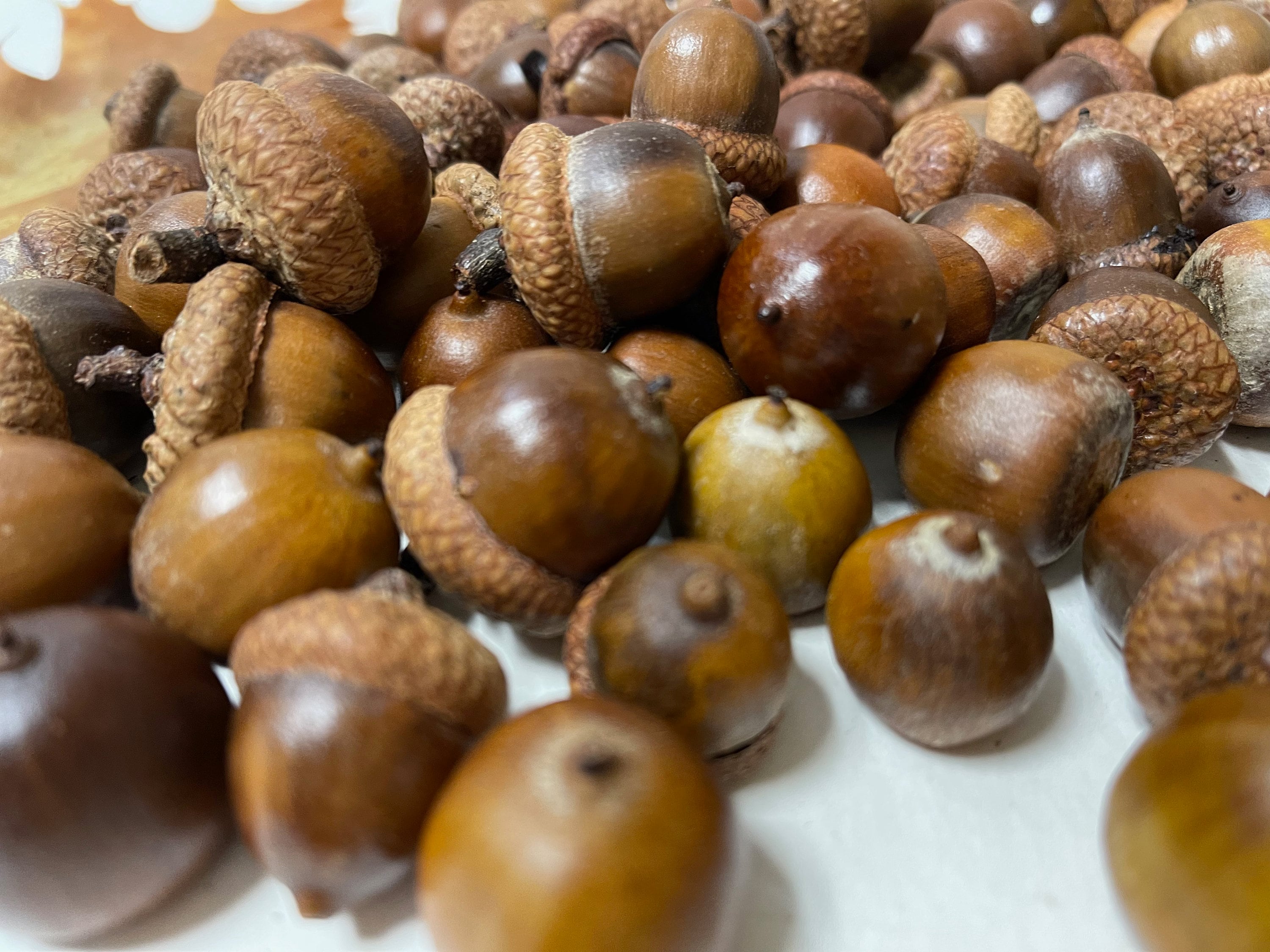Red Oak Acorns 80 14oz 2022 Crop Assorted Sizes With and - Etsy