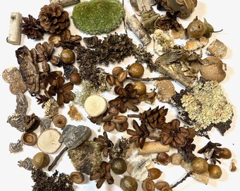 Dried Fungi, Woodland Mix, Natural Botanicals, Moss, Fairy Gardens ...
