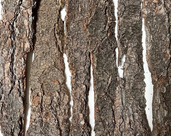 Pine Tree Bark, 6 17" Strips, Seasoned, Dry, Natural Craft Supply, #4 ...