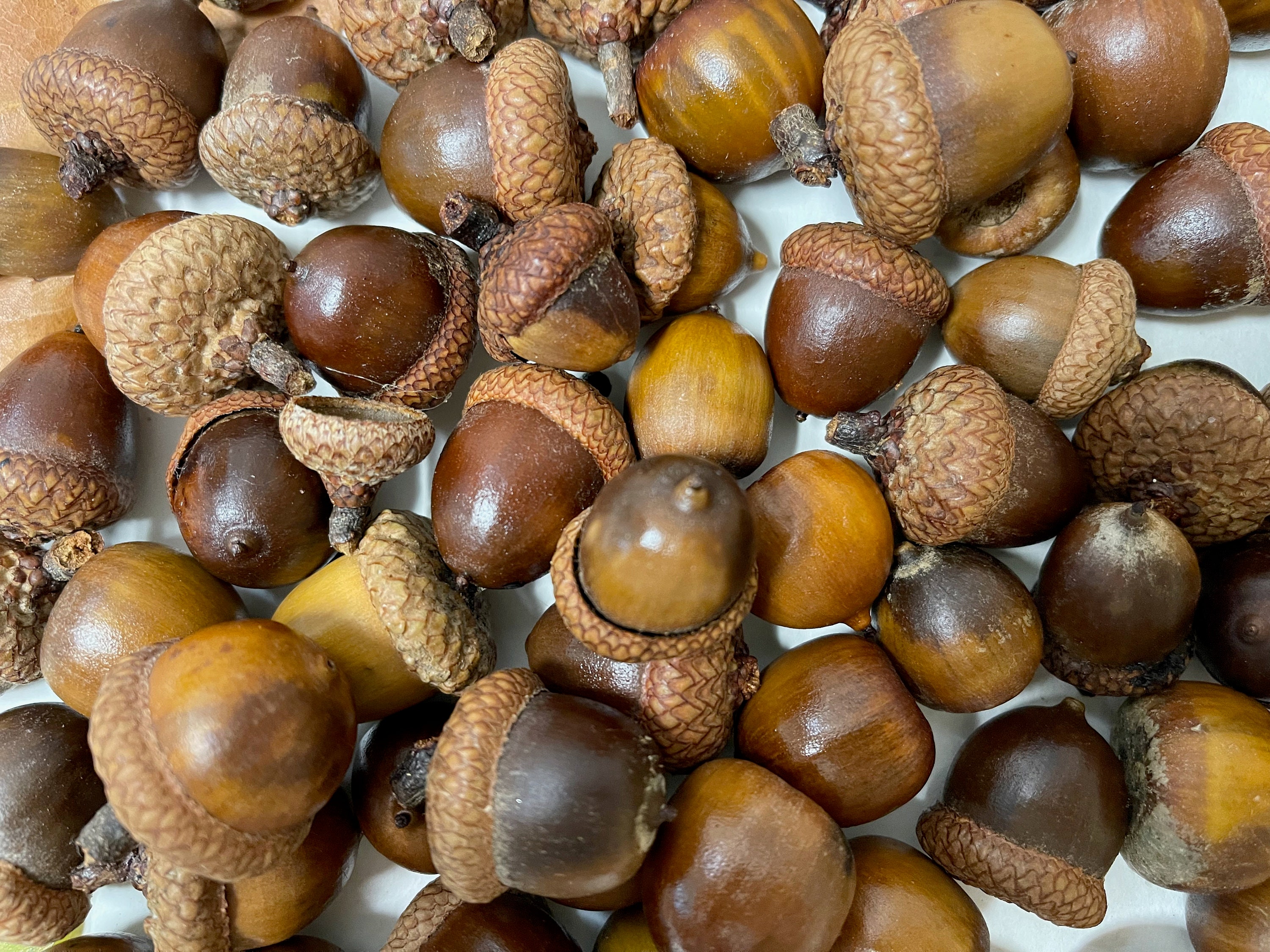 Red Oak Acorns 80 14oz 2022 Crop Assorted Sizes With and - Etsy