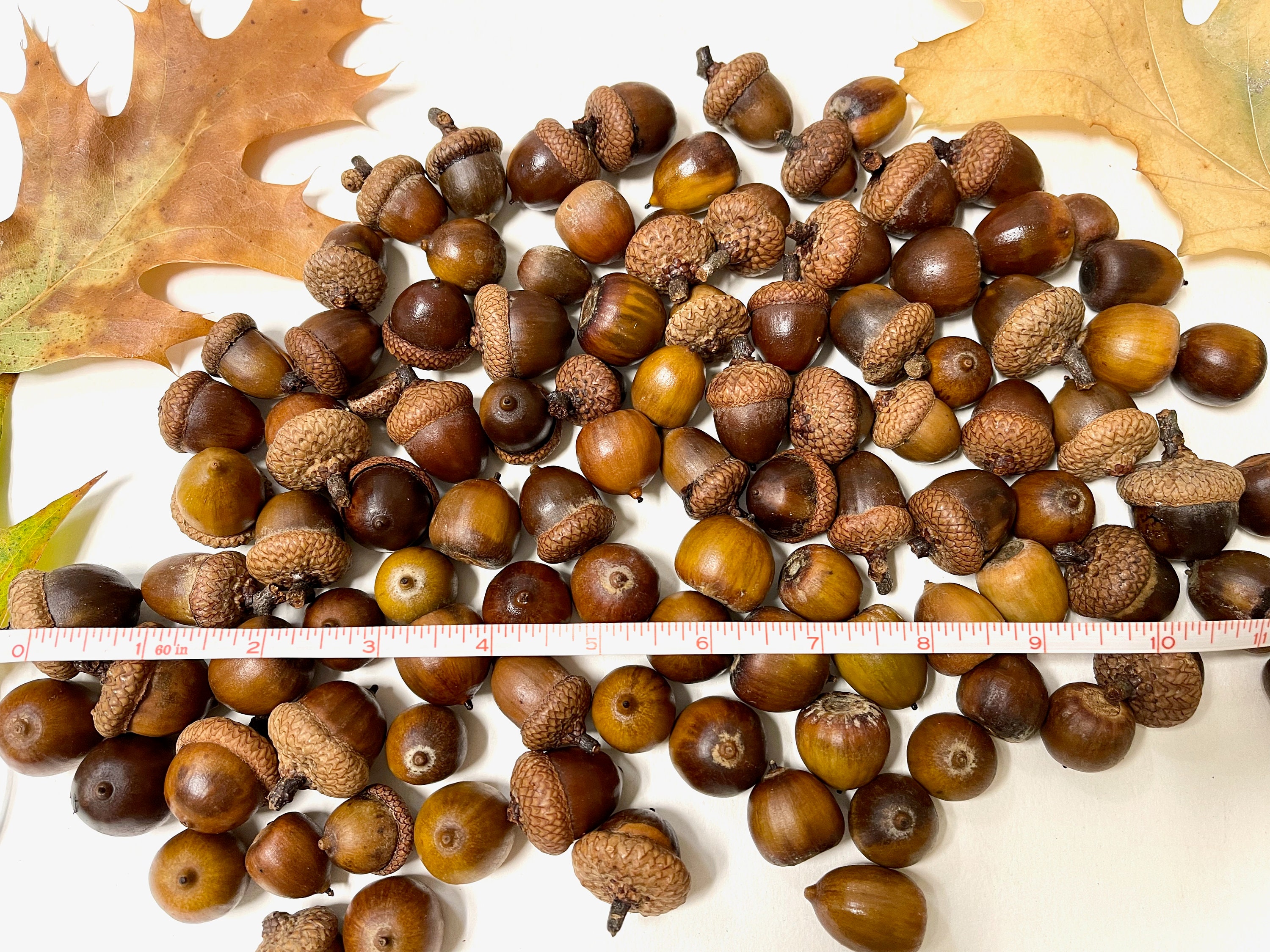 Red Oak Acorns 80 14oz 2022 Crop Assorted Sizes With and - Etsy