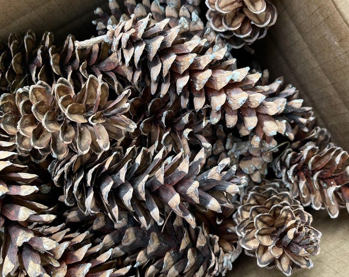 86 Real PINECONES Elongated Large Natural Cones 4" - 7" Long, Wedding ...
