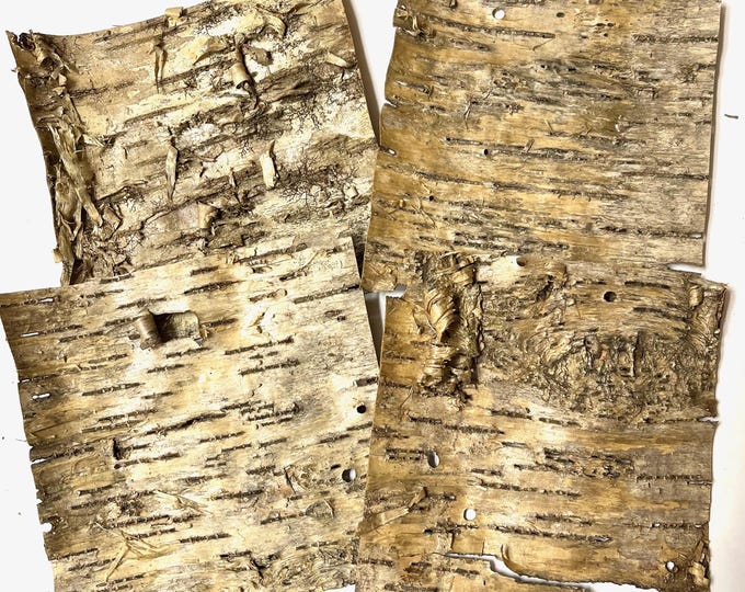4 Golden Birch Bark Sheets, 8"x8", Jewelry, Fairy Houses, Art, Natural ...