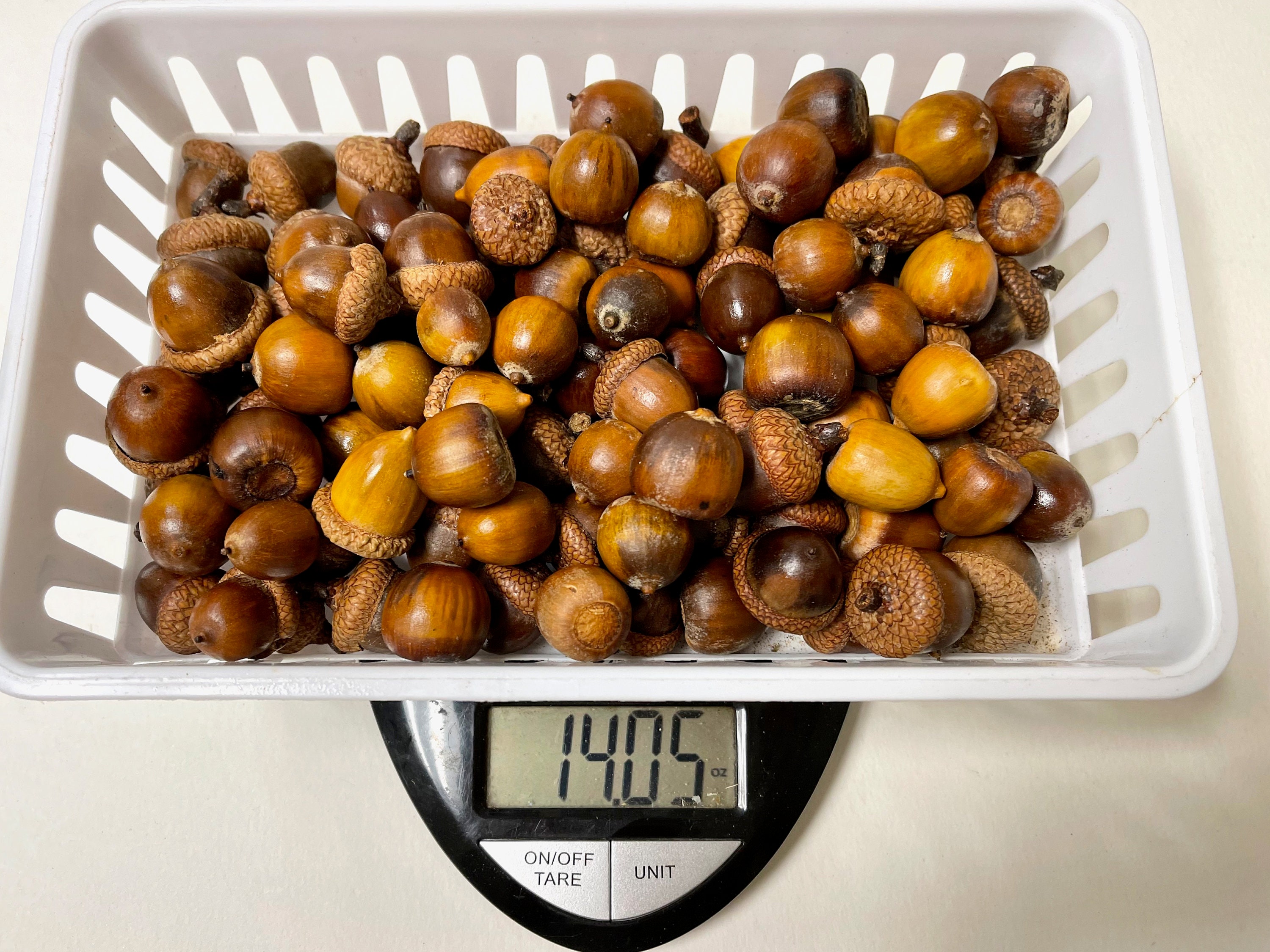 Red Oak Acorns 80 14oz 2022 Crop Assorted Sizes With and - Etsy