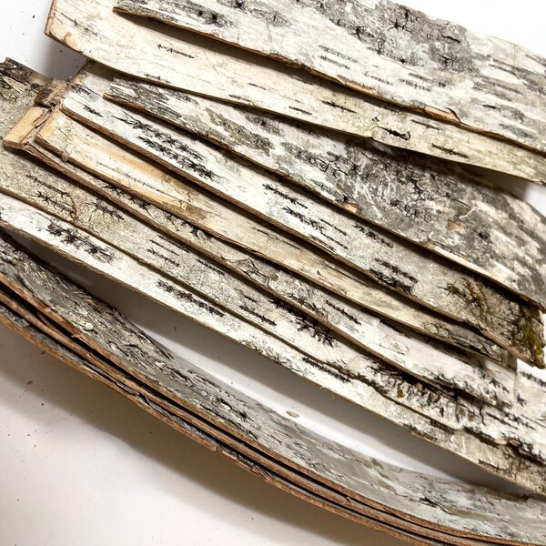 Birch Bark Strips - Etsy