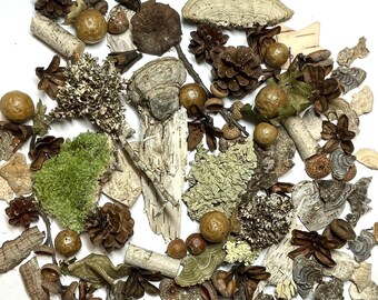 Dried Fungi, Woodland Mix, Natural Botanicals, Moss, Fairy Gardens ...