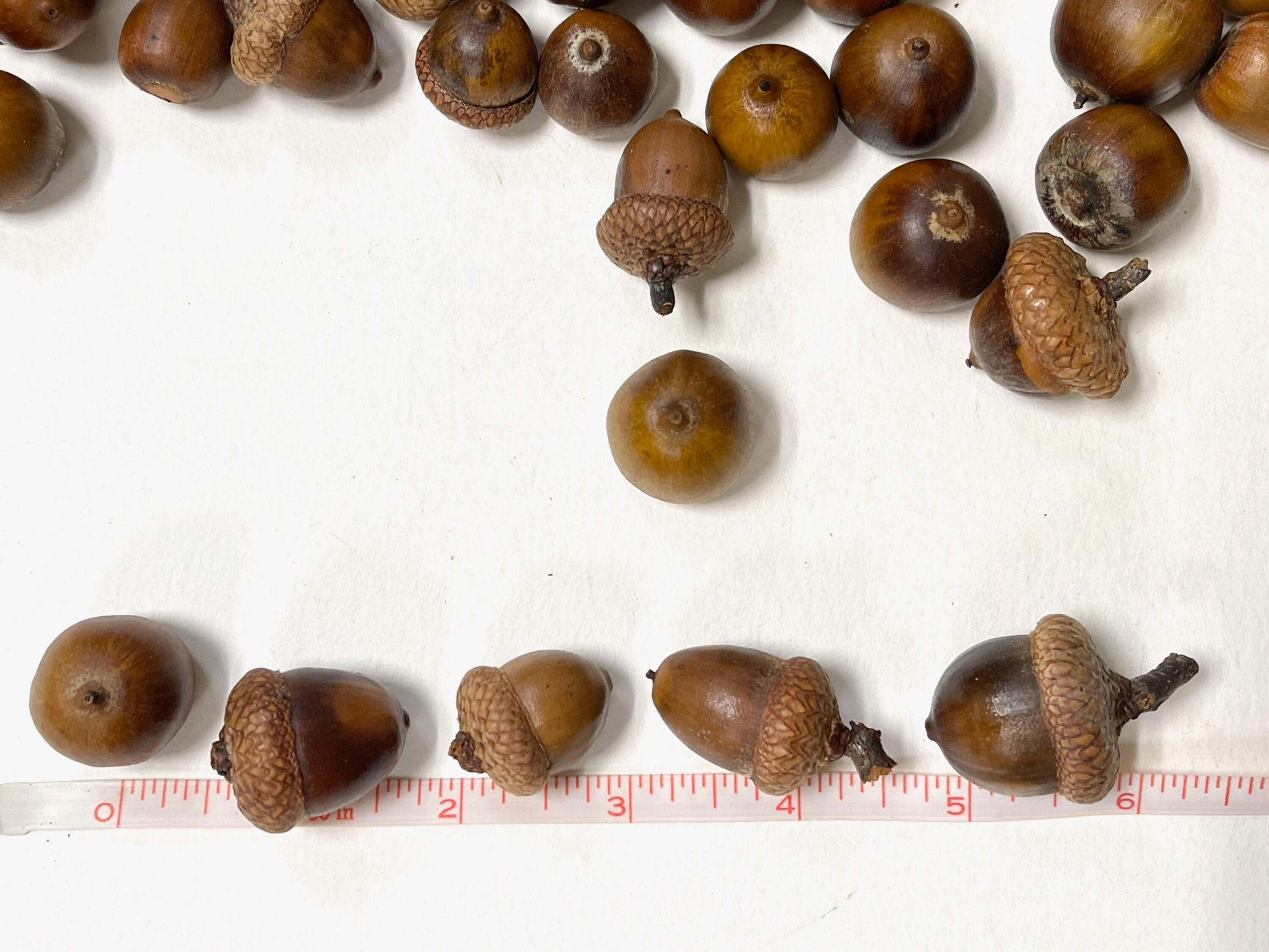 Red Oak Acorns 80 14oz 2022 Crop Assorted Sizes With and - Etsy