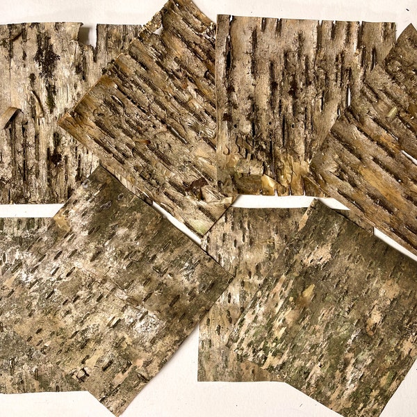 Birch Bark Sheets - Etsy