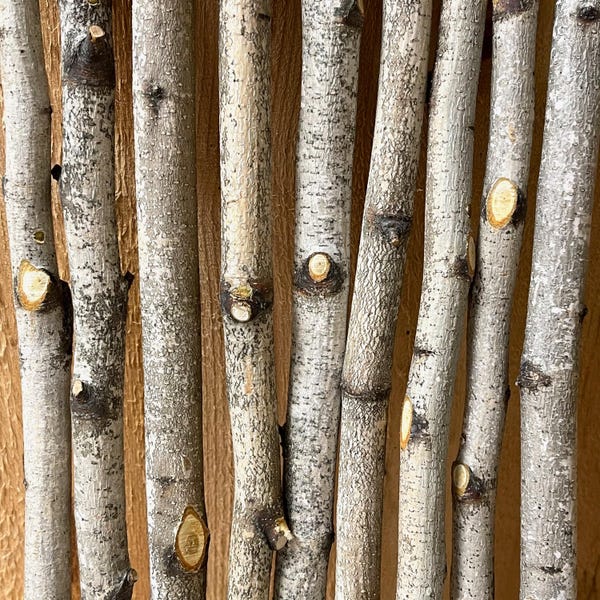 White Birch Branches - Etsy