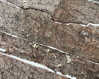 Pine Tree Bark, 6 17" Strips, Seasoned, Dry, Natural Craft Supply, #4 ...