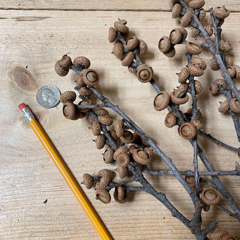 Small Acorns on Branches: Baby Acorns, Natural Craft Supply, Autumn ...