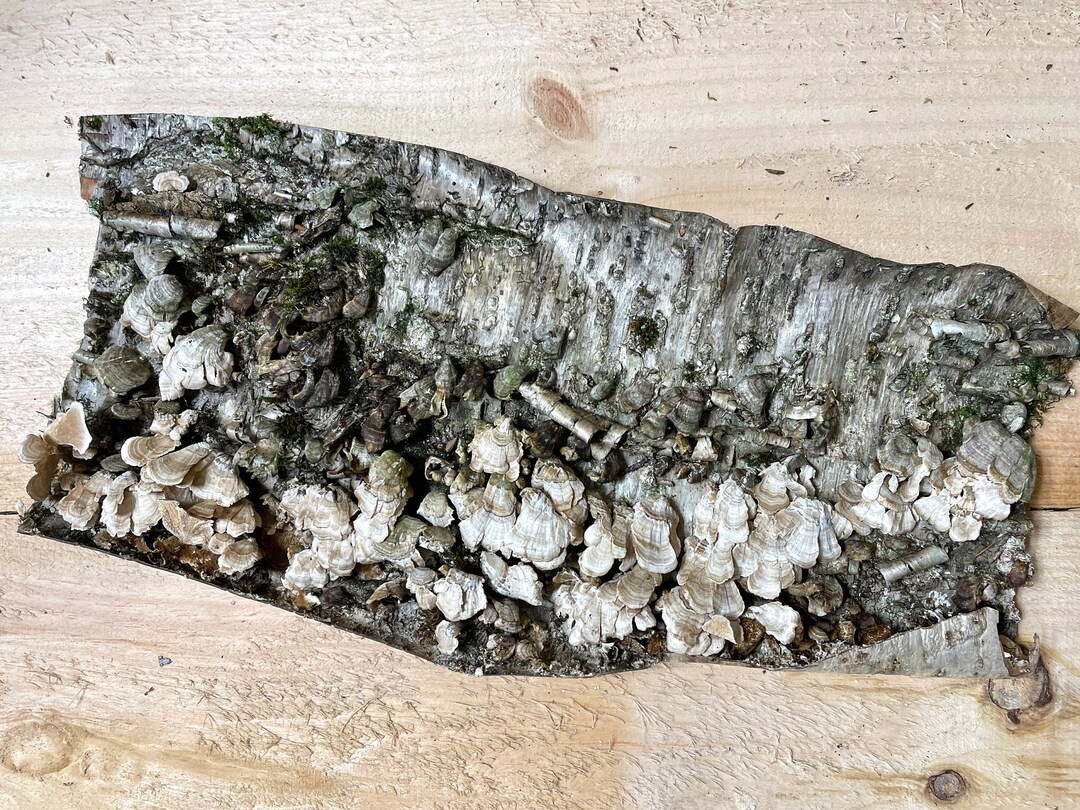 Golden Birch Bark With Fungi, 7" X 16, Dry, Natural Craft Supply ...