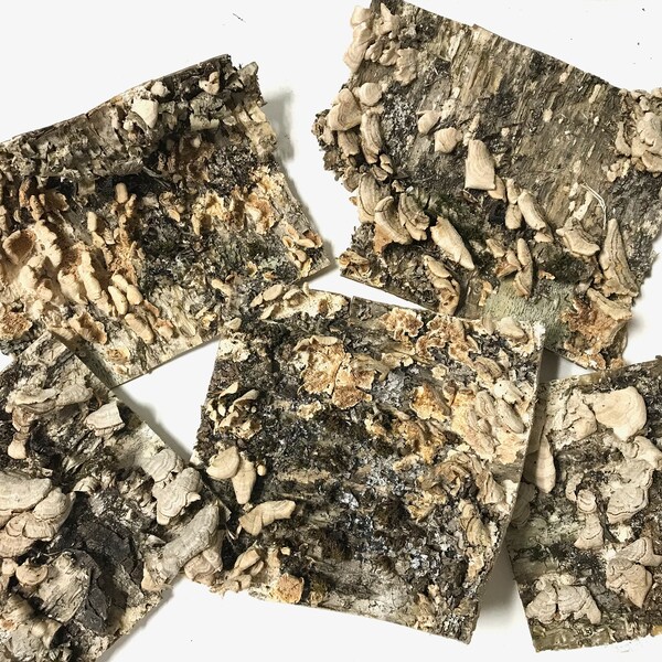 Birch Bark Art - Etsy