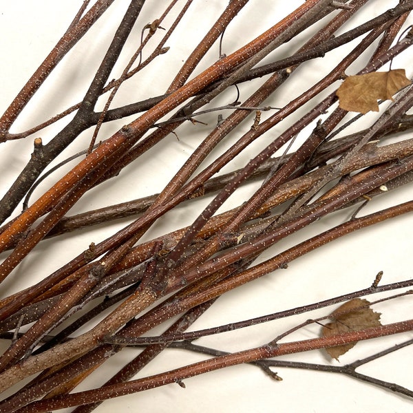 Birch Branches - Etsy