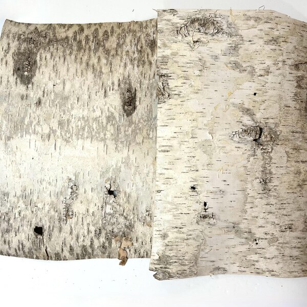 Birch Bark Sheets - Etsy