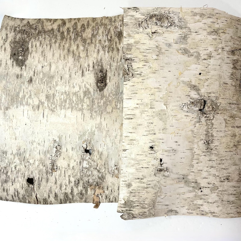 Birch Bark Sheets - Etsy