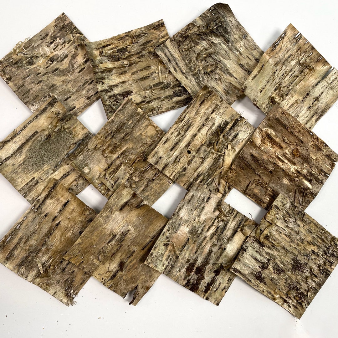 12 Golden Birch Bark Squares, 4", Jewelry, Fairy Houses, Art, Natural ...
