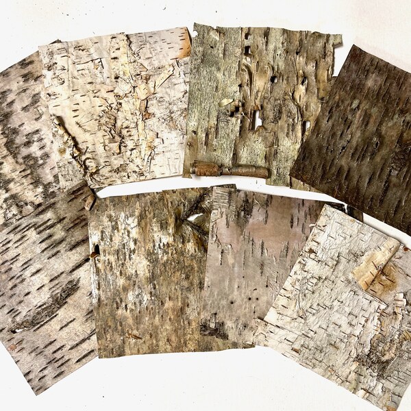Birch Bark Sheets - Etsy