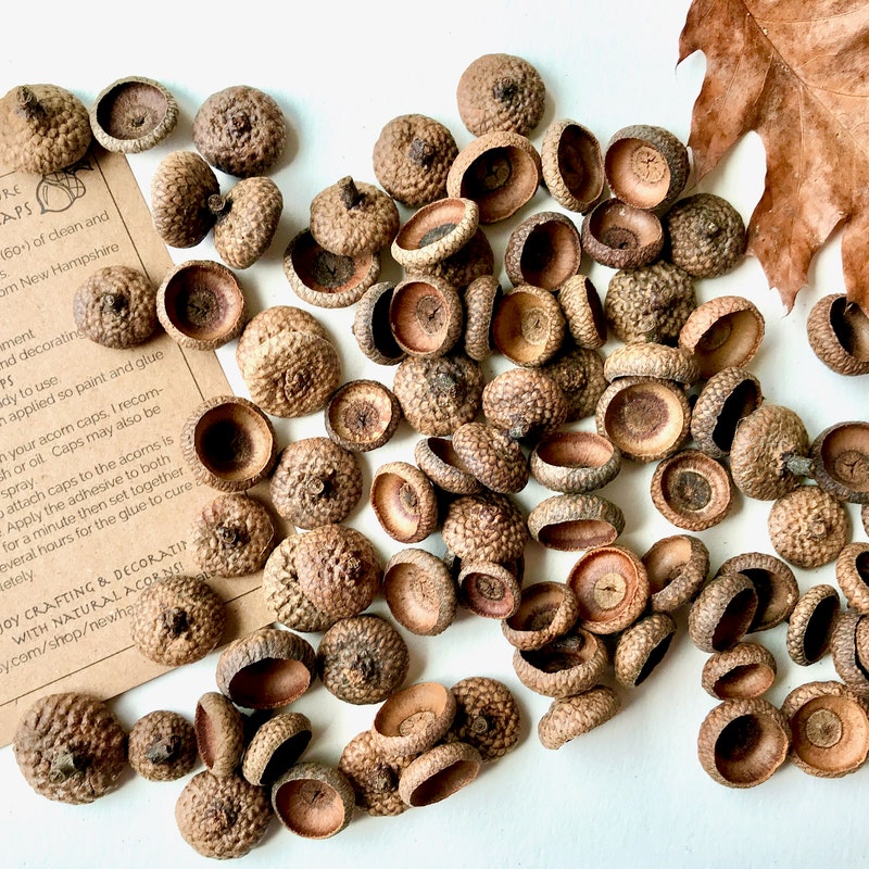 Acorn Caps - Etsy