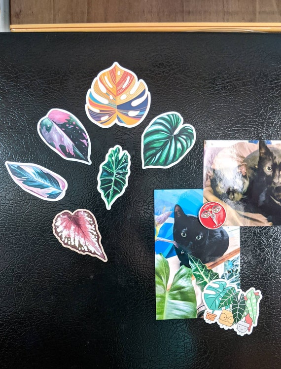 Pink Princess Philodendron Plant Magnets Philodendron Philo Pink Pink ...