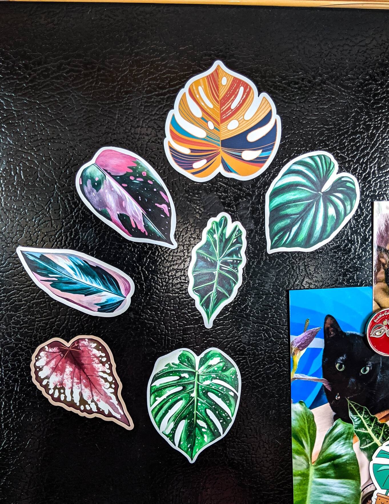 Magnet: Thai Constellation Monstera / Monstera Magnet / Rare - Etsy Israel