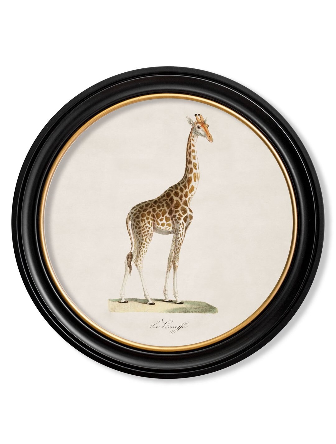 Round Circular Framed Giraffe Picture Print Wall Decor - Etsy
