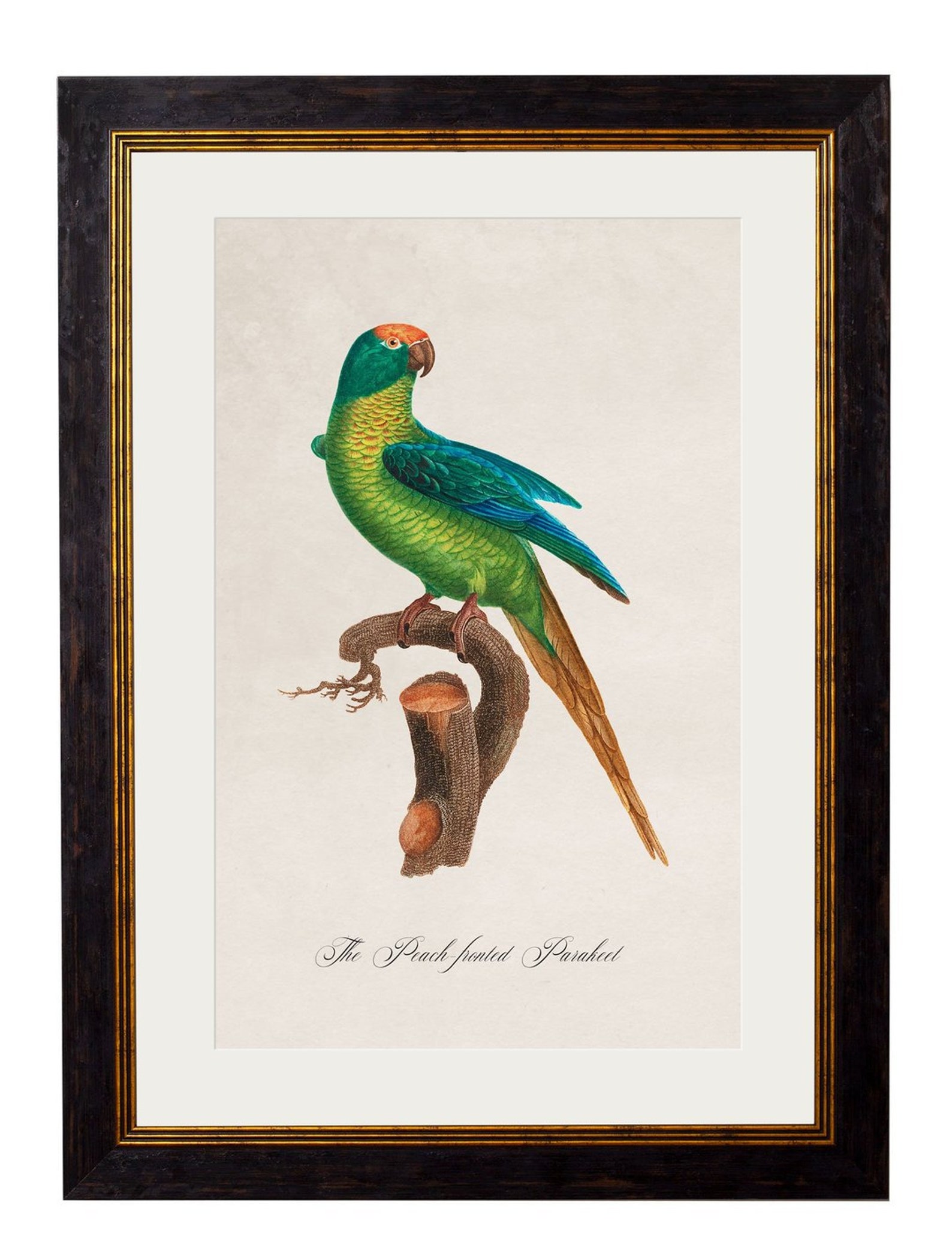 Framed Collection of 12 Parrot Picture Prints Wall Art Decor - Etsy UK