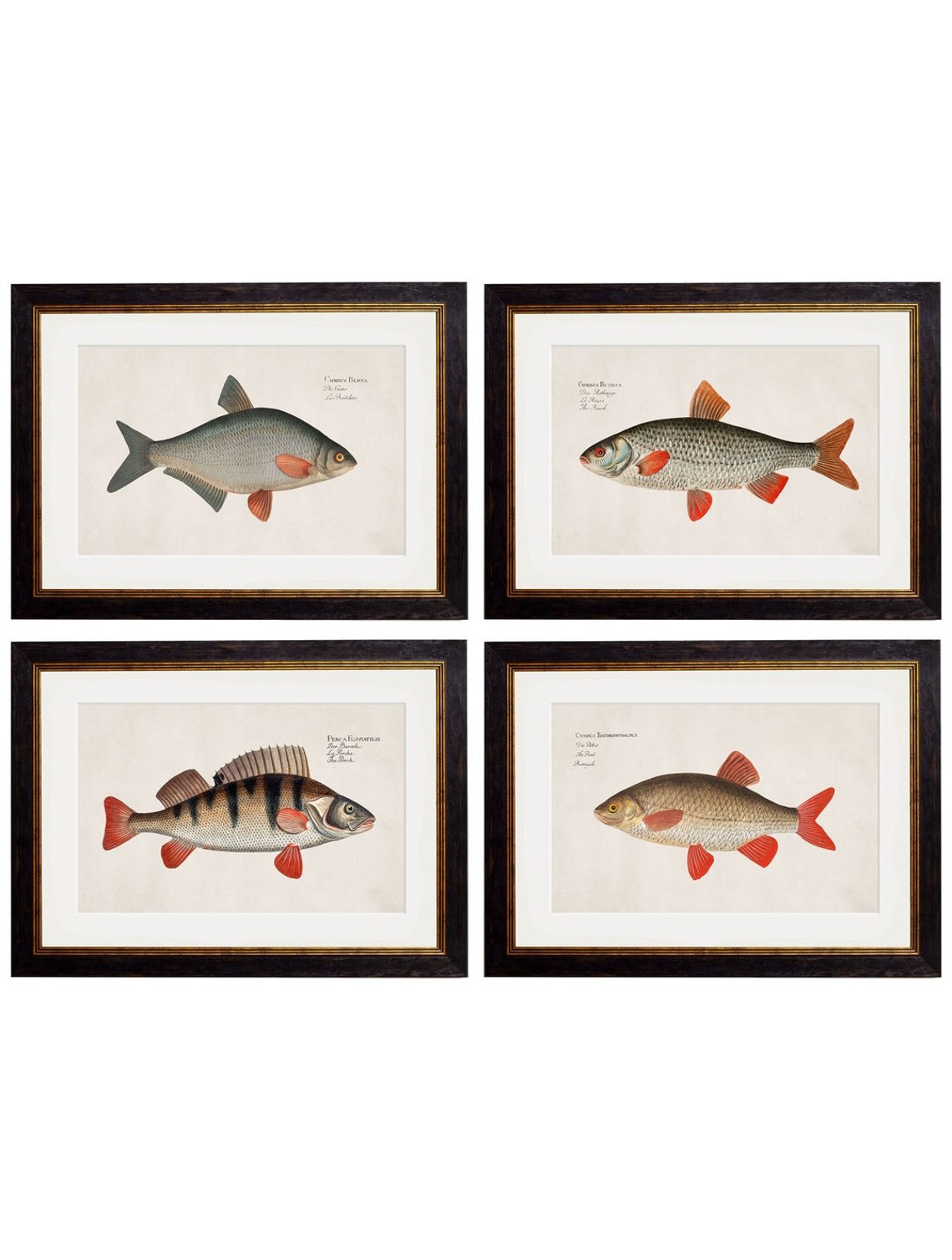Framed Studies of Fresh Water Fish Pictures Prints Wall Art - Etsy UK