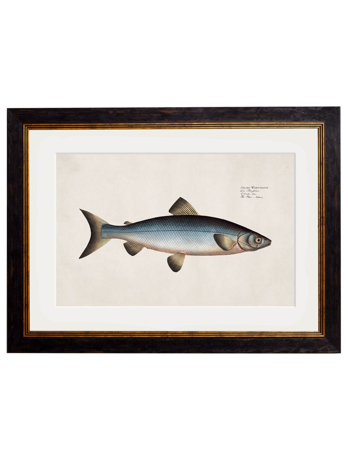 Framed Studies of Salmon Picture Prints Wall Decor Referenced - Etsy