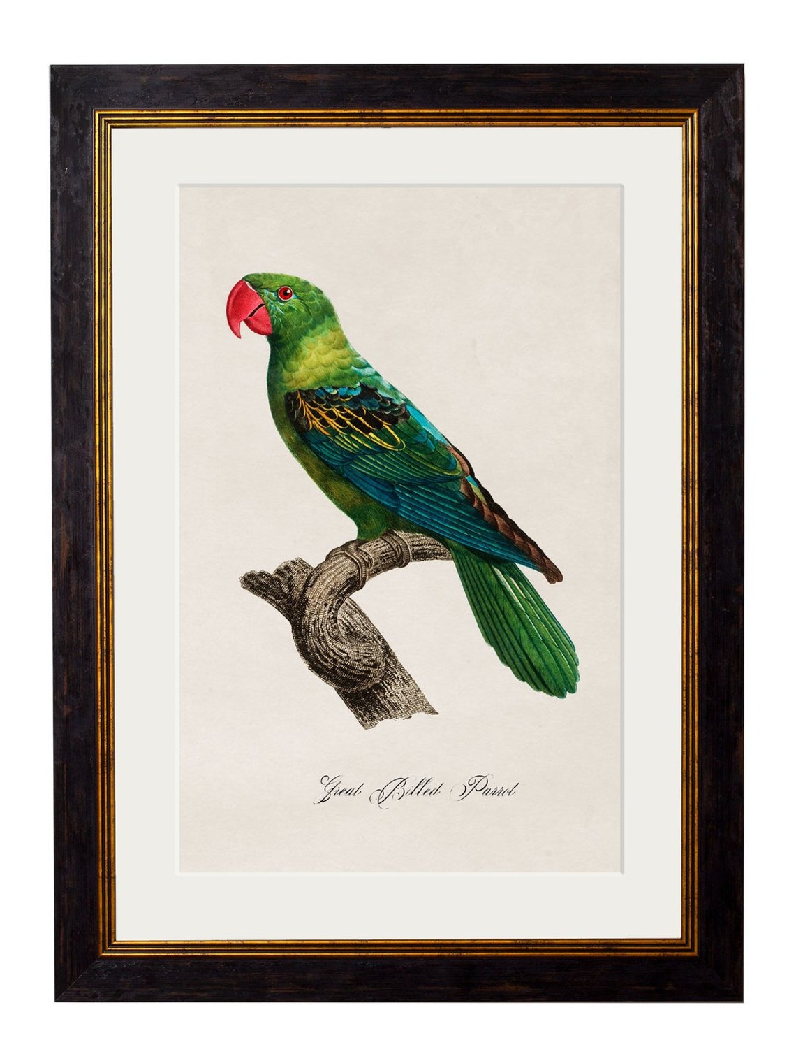 Framed Collection of 12 Parrot Picture Prints Wall Art Decor - Etsy UK