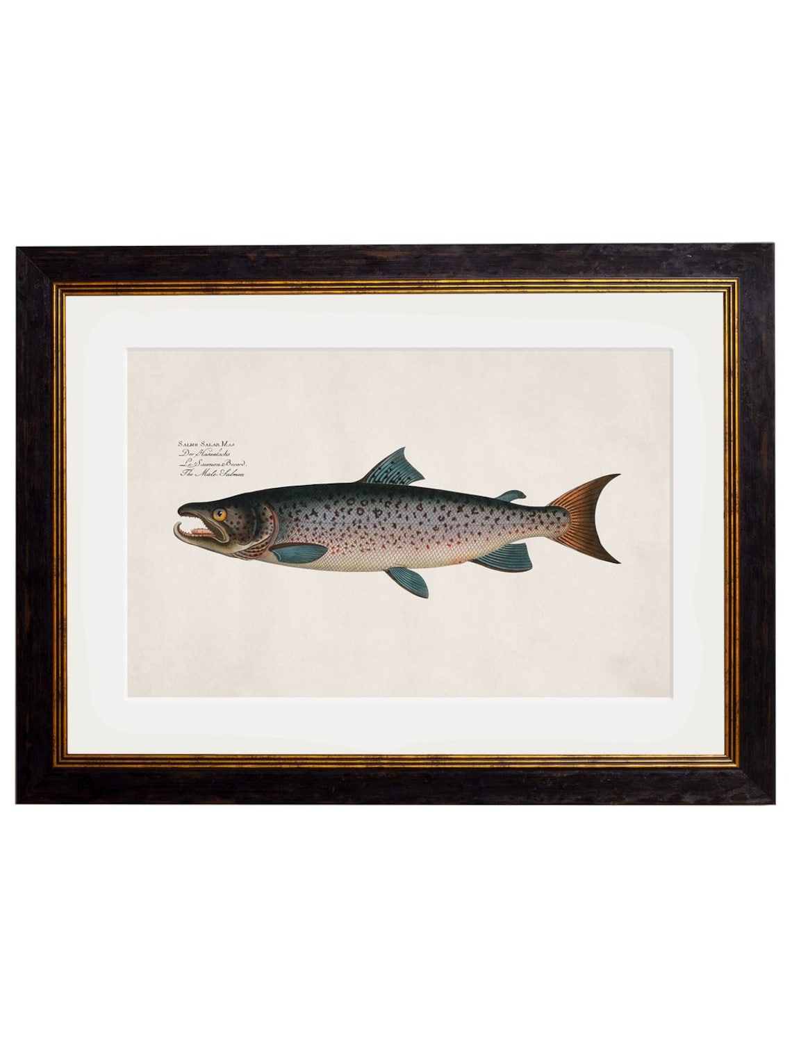Framed Studies of Salmon Picture Prints Wall Decor Referenced From ...