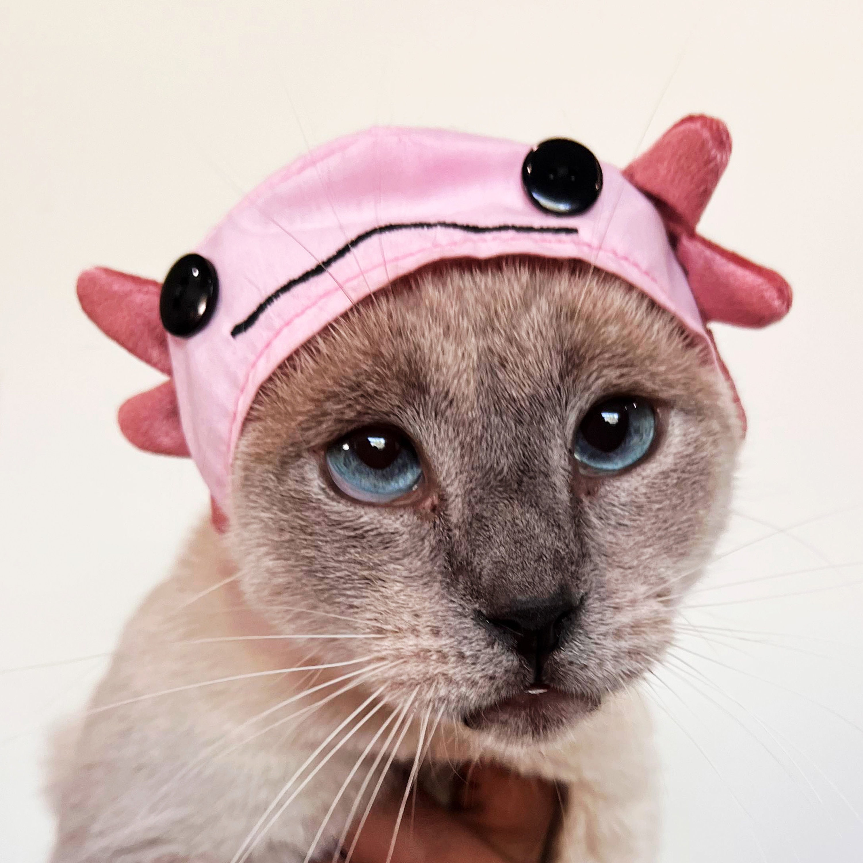 Cute Pink Axolotl Cat Costume Hat Handmade - Etsy