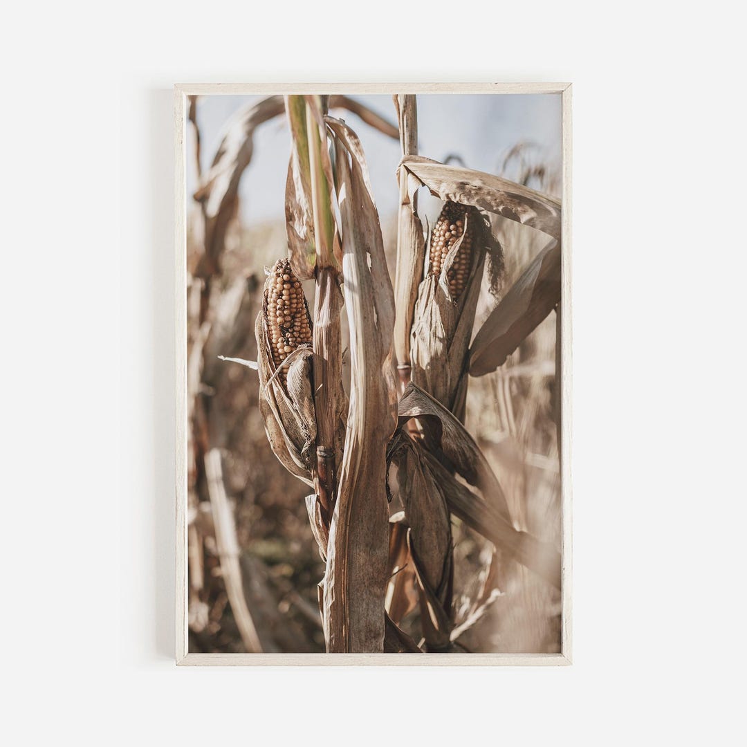 Farmhouse Fall Print, Dried Cornstalks Poster, Autumn Harvest Decor ...