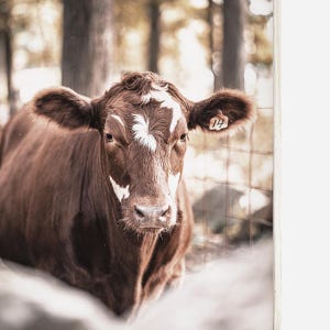 Autumn Cow Portrait Print, Western Home Decor, Rustic Farmhouse Print ...