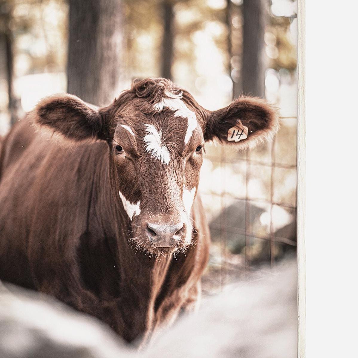 Autumn Cow Portrait Print, Western Home Decor, Rustic Farmhouse Print ...