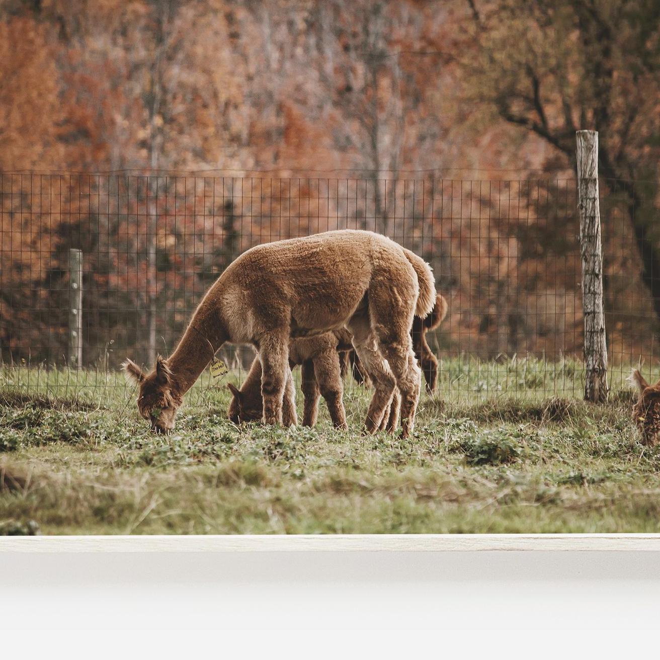Autumn Alpaca Print, Fuzzy Alpaca Poster, Rustic Farm Animals, Alpaca ...
