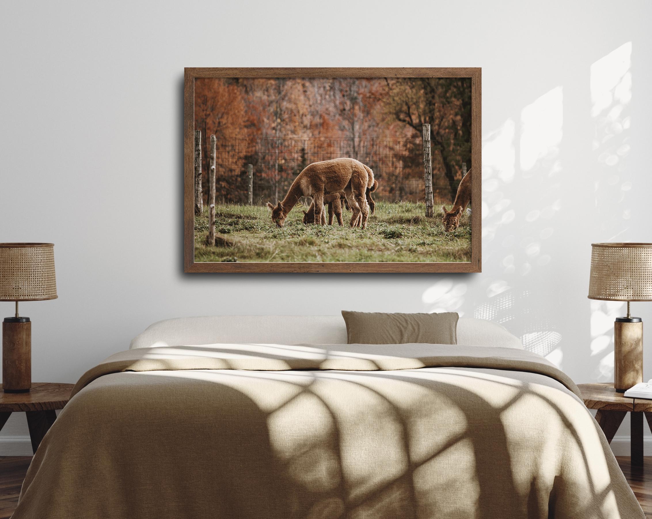 Autumn Alpaca Print, Fuzzy Alpaca Poster, Rustic Farm Animals, Alpaca ...