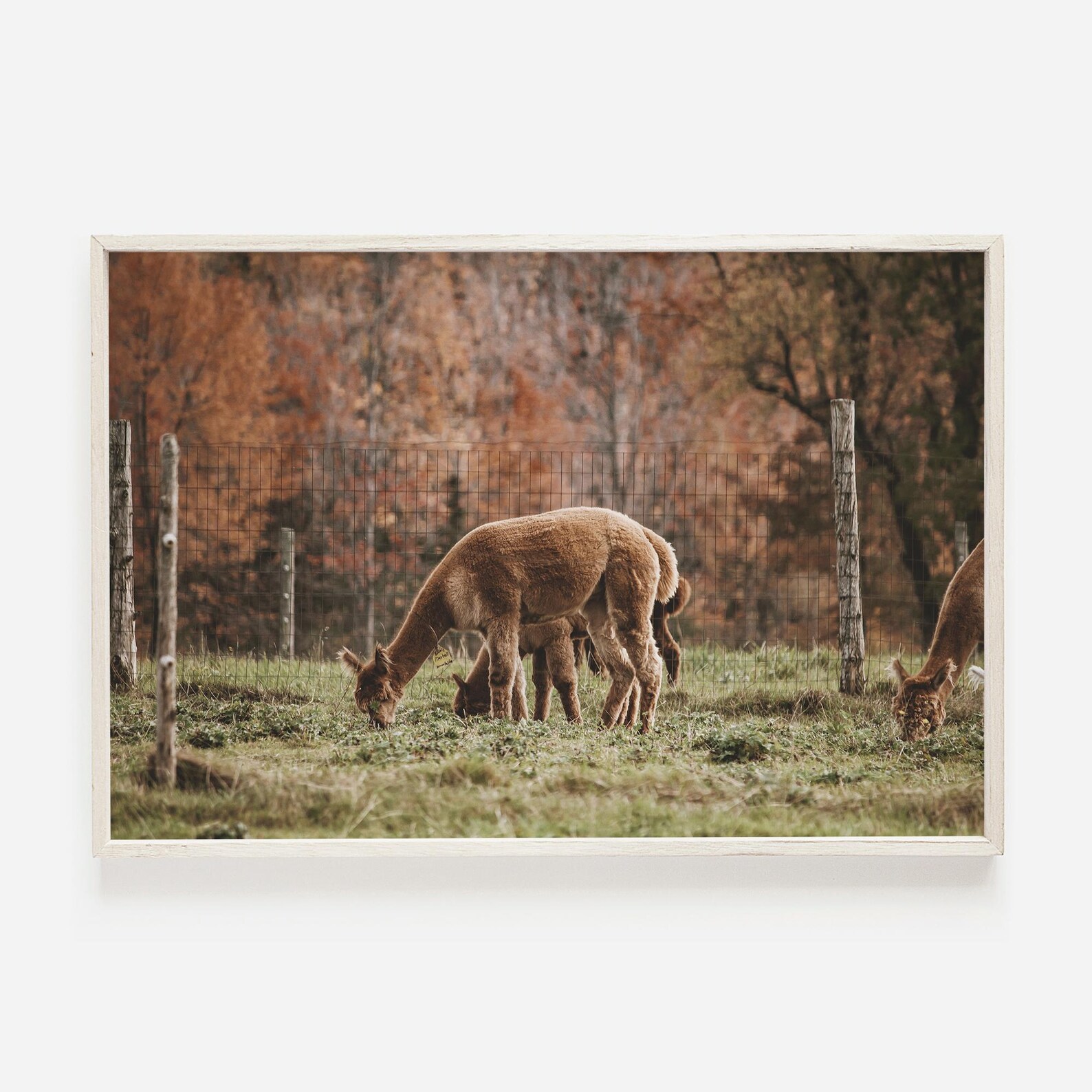 Autumn Alpaca Print, Fuzzy Alpaca Poster, Rustic Farm Animals, Alpaca ...