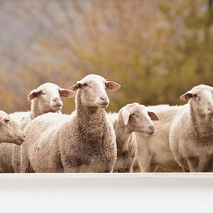 Herd of Sheep Wall Art, Rustic Home Decor, Beige Farmhouse Art, Sheep ...