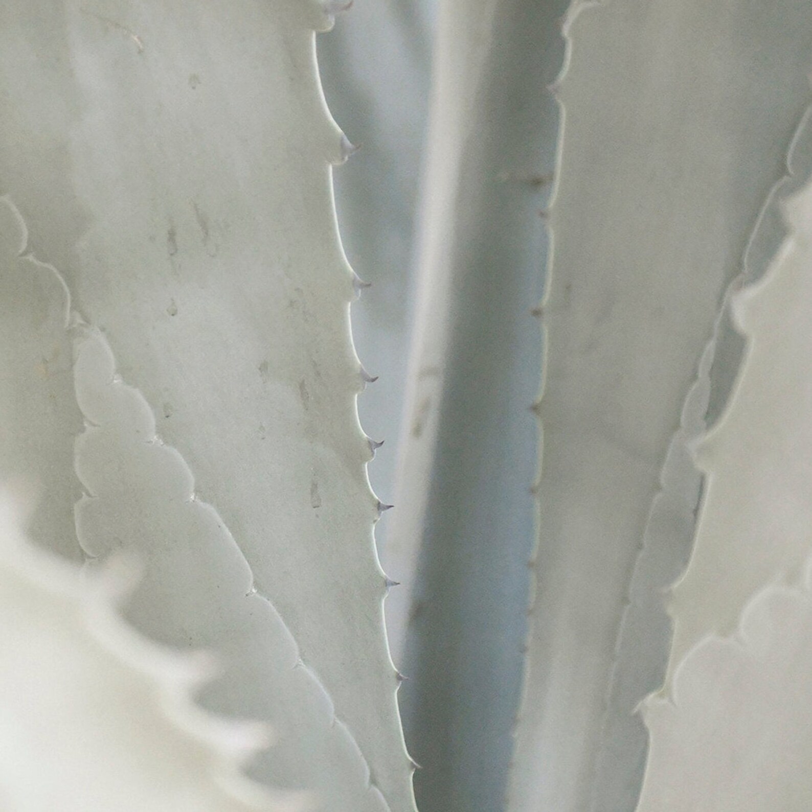 Aloe Vera Printable, Succulent Wall Art, Cactus Print, Boho Home Decor ...