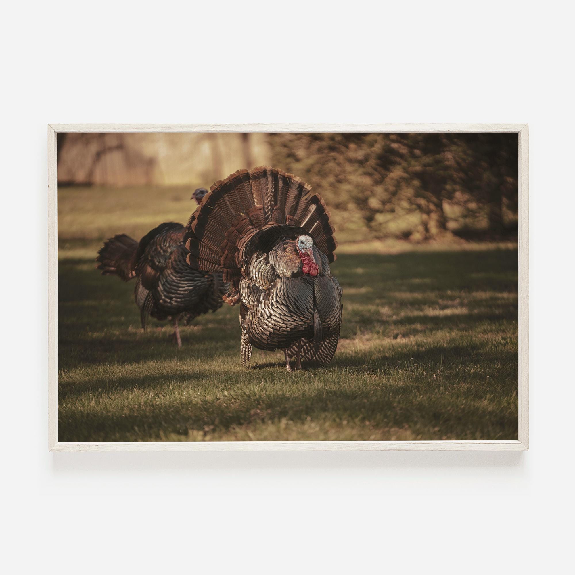 Wild Turkey Nature Print, Rustic Home Decor, Autumn Turkey Poster ...